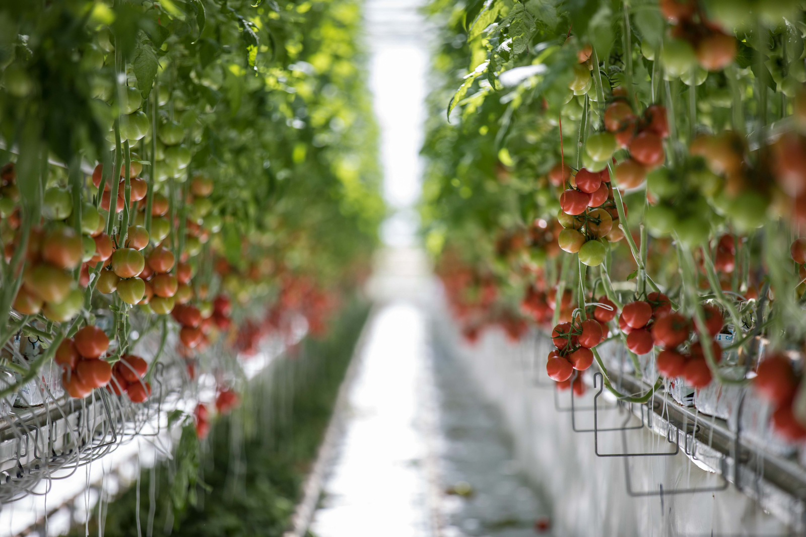 Fertikit™ 3G - fully configurable fertigation system | Netafim - Netafim